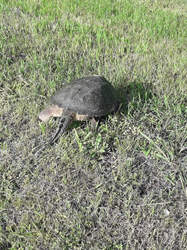 Common Snapping Turtle from Leeds and the Thousand Islands, ON, Canada ...