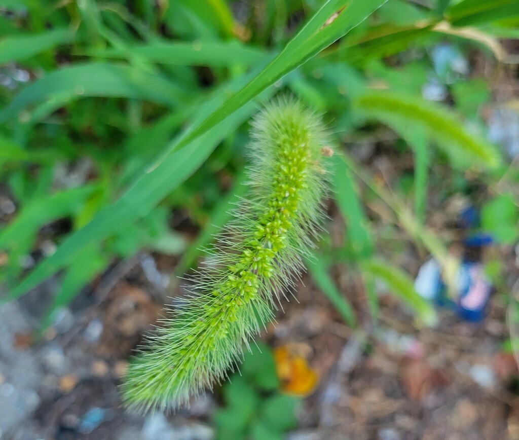 giant foxtail from Hawkins Point, Baltimore, MD 21226, USA on August 21 ...