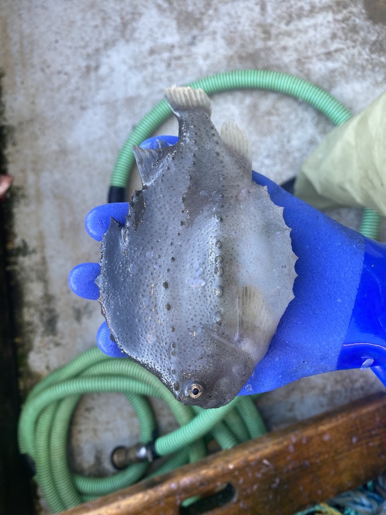 Lumpfish from Gulf of Maine on September 2, 2024 at 08:30 AM by kremme ...