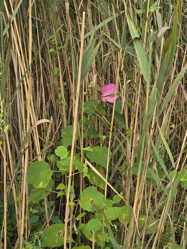 swamp rose mallow from Fire Island, NY, USA on September 2, 2024 at 09: ...