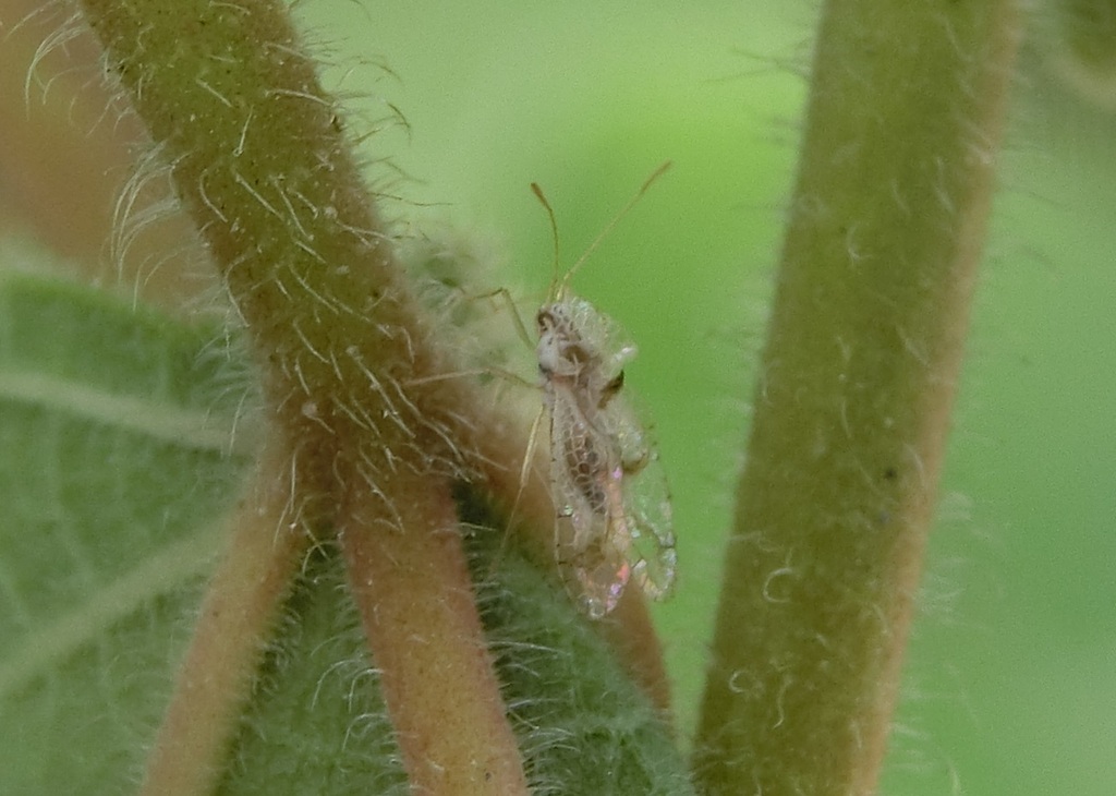 Tingini from 638台灣雲林縣麥寮鄉 on September 2, 2024 at 02:56 PM by r88621108 ...