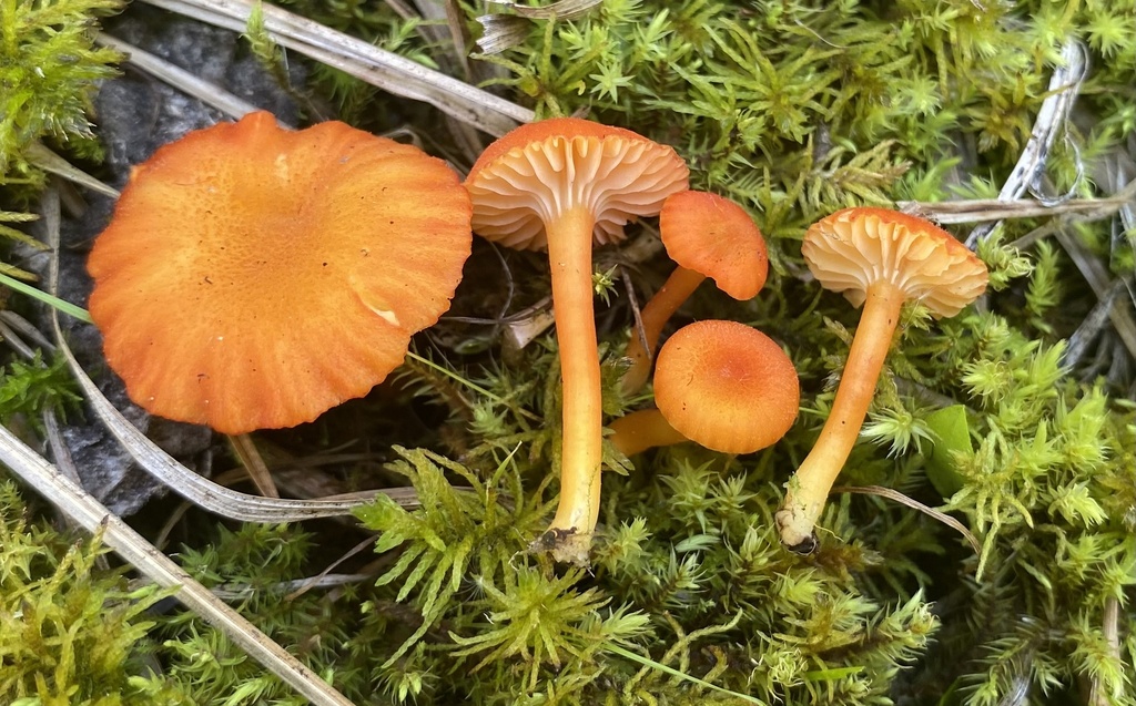 Waisted Waxcap from Payette National Forest, McCall, ID, US on ...