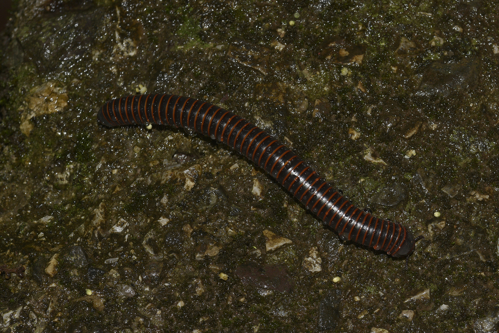 Spirobolus grahami from 中国四川省眉山市洪雅县 on August 7, 2024 at 09:29 PM by ...