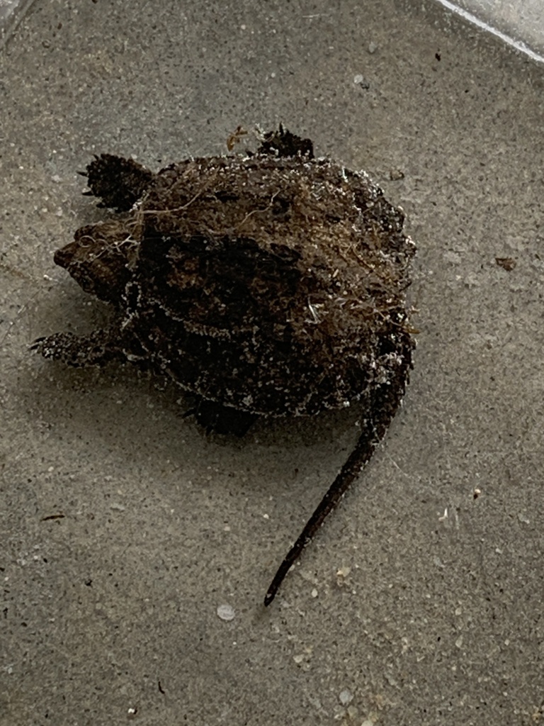 Common Snapping Turtle from Iron Branch Rd, Dagsboro, DE, US on ...