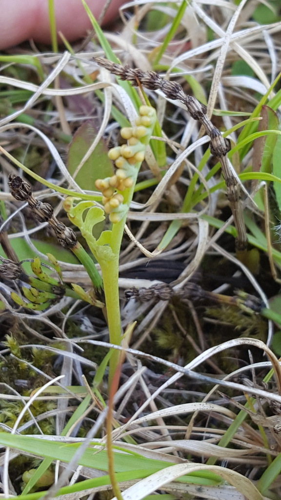 pale moonwort (Botrychium pallidum) (Wildflowers and Ferns of Minnesota ...