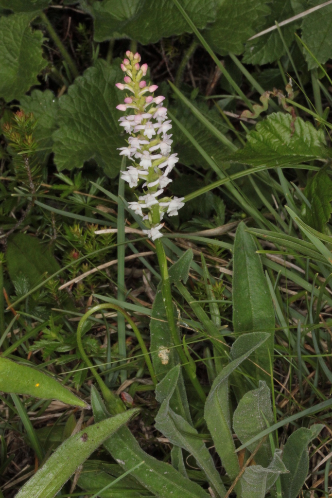 Orchis odorant (Guide de la biodiversité de la Colline du Roule #1 ...