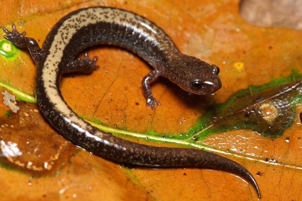Eastern Red-backed Salamander in August 2024 by Max Ramey. Watauga ...