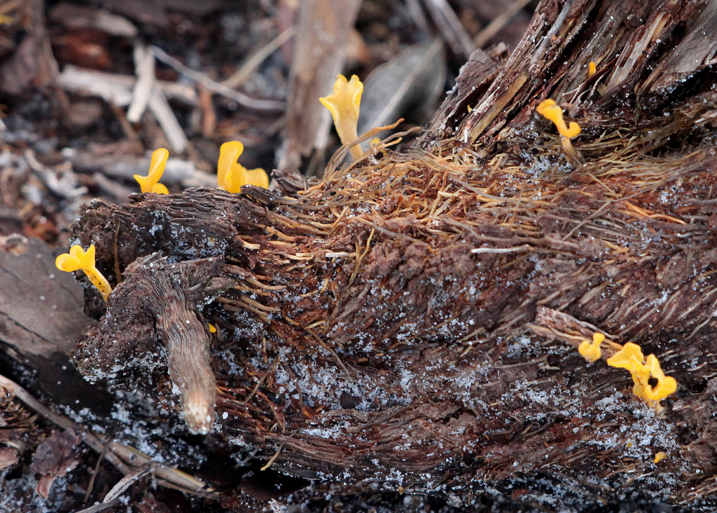 Fan-shaped Jelly Fungus from Osteen, Florida, United States on August ...