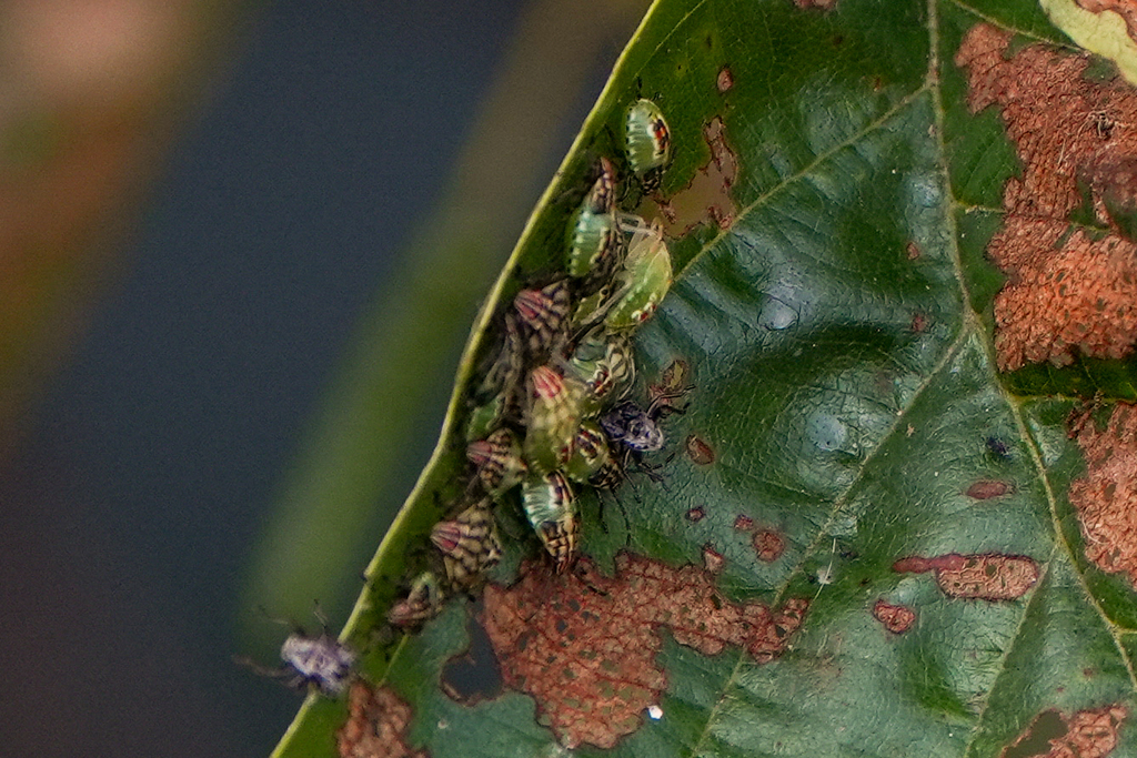 Parent Bug from Queens Promenade, Kingston upon Thames, London, UK on ...