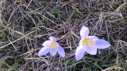 Crocus zubovii · iNaturalist Mexico