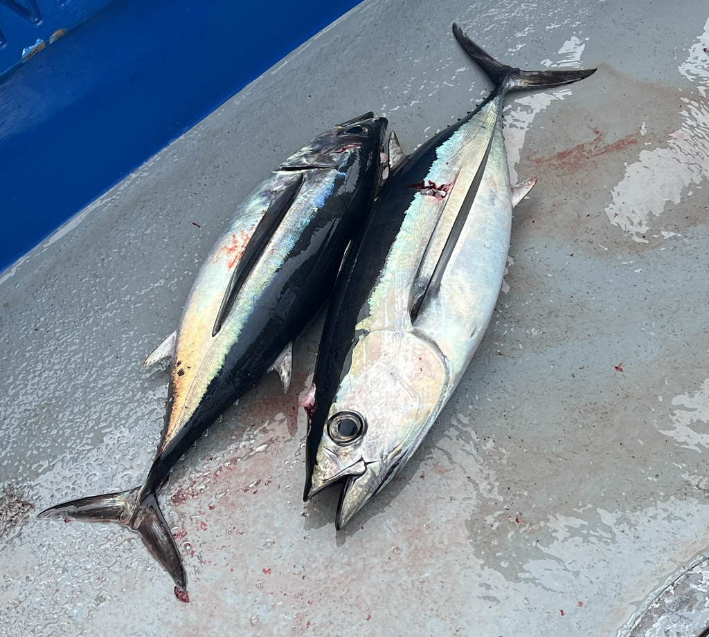 Albacore (Thunnus alalunga) - Marine Life Identification