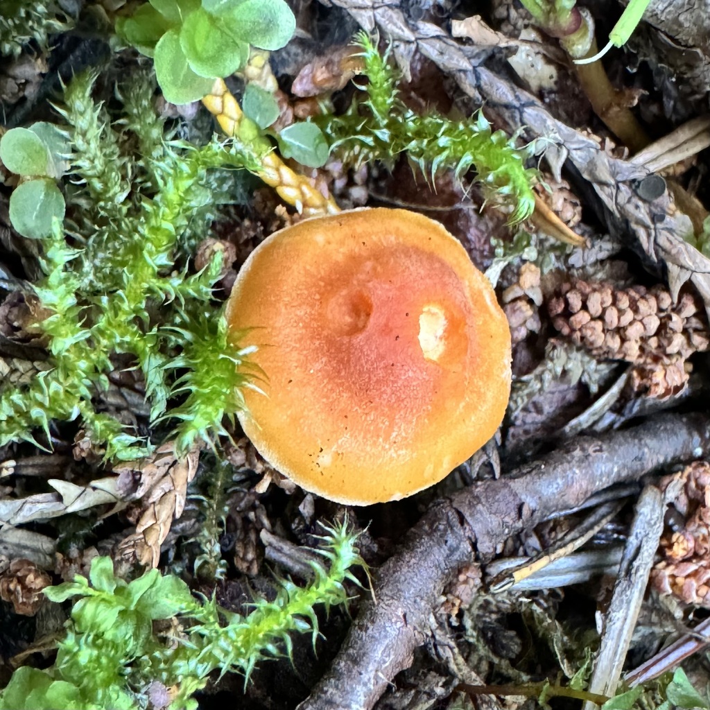 Meadow Waxcap from Grays Harbor County, WA, USA on September 1, 2024 at ...