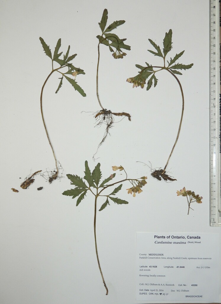 large toothwort from Canada, Ontario, MIDDLESEX County, Parkhill ...