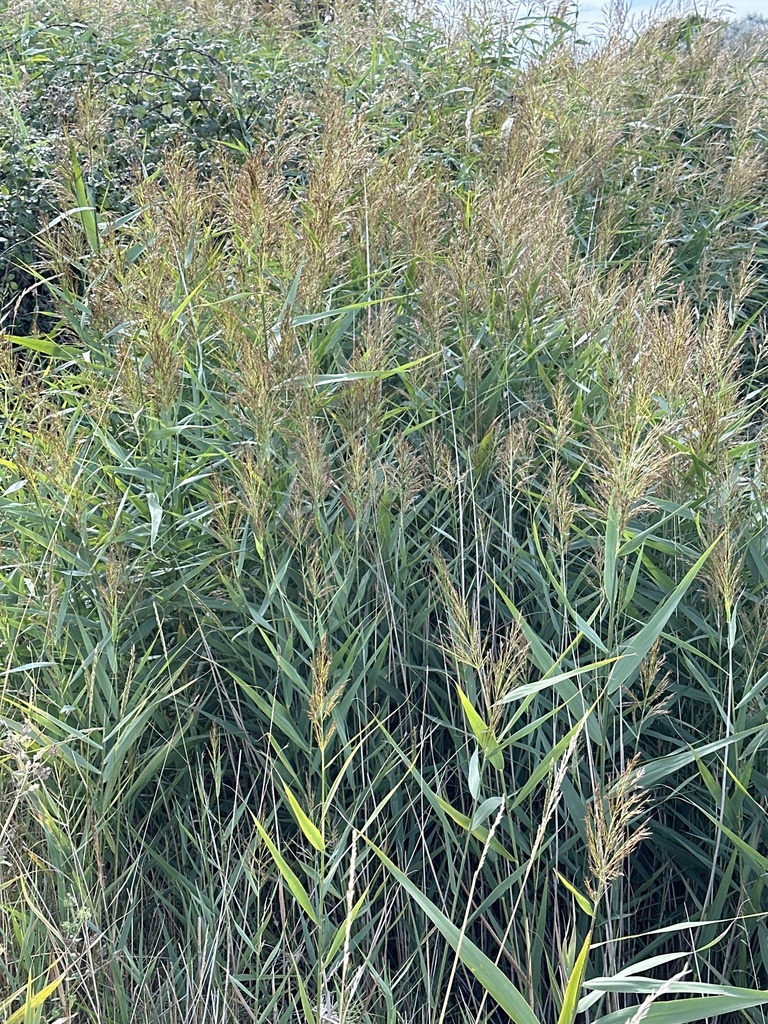 common reed from Gunners Park and Shoebury Ranges Nature Reserve ...