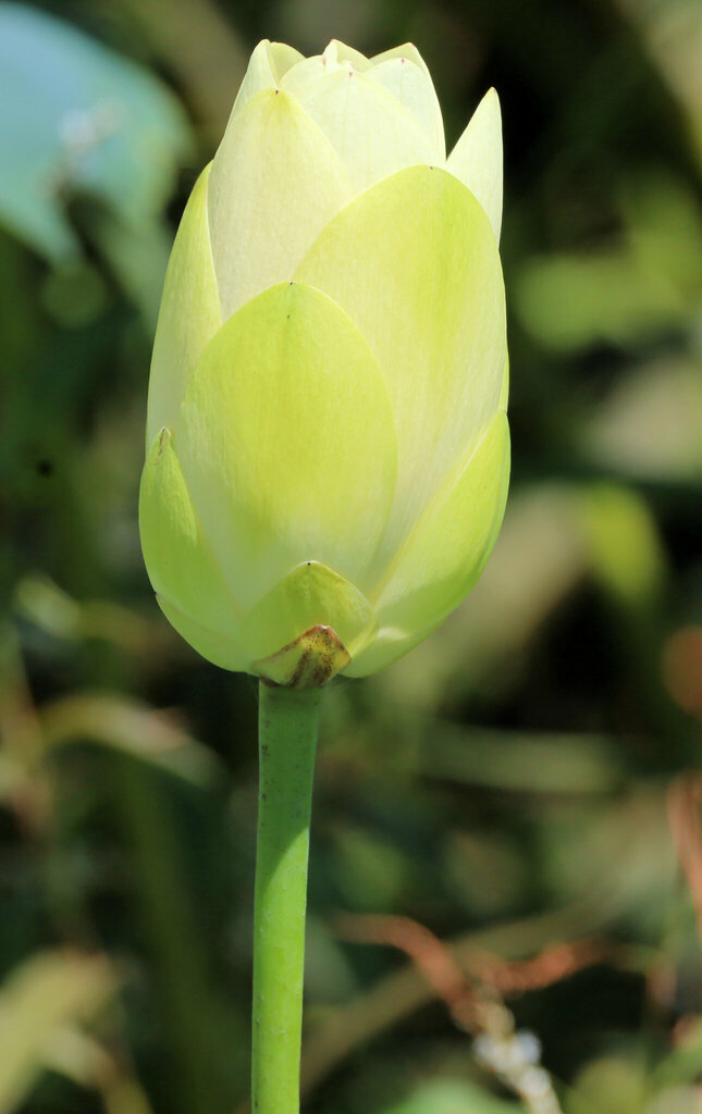 American lotus from Catfish Creek Ranch Lake, Texas 75752, USA on ...