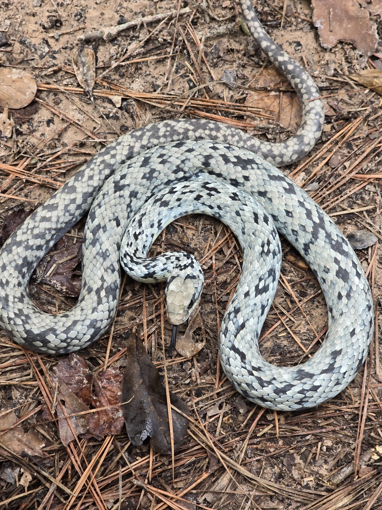 Buttermilk Racer from Roman Forest, TX 77357, USA on September 2, 2024 ...