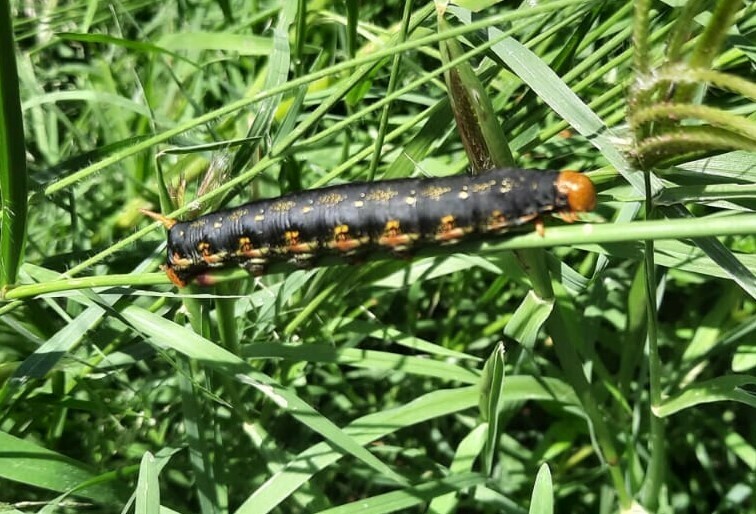 White-lined Sphinx from Cumbres, 20179 Aguascalientes, Ags., México on ...