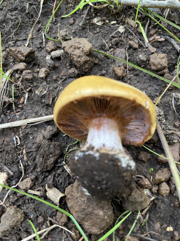 Chalkland Webcaps from Coconino National Forest, Flagstaff, AZ, US on ...