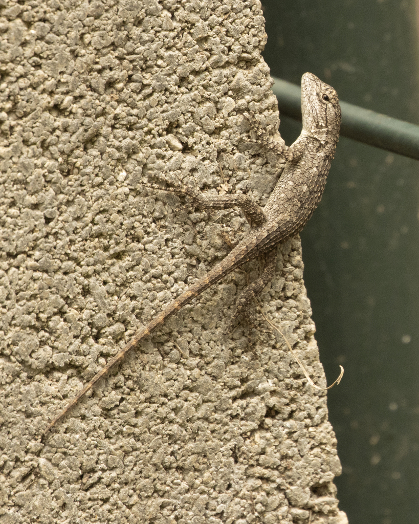 Texas Spiny Lizard from Oak Tree Dr, Salado, TX 76571, USA on September ...
