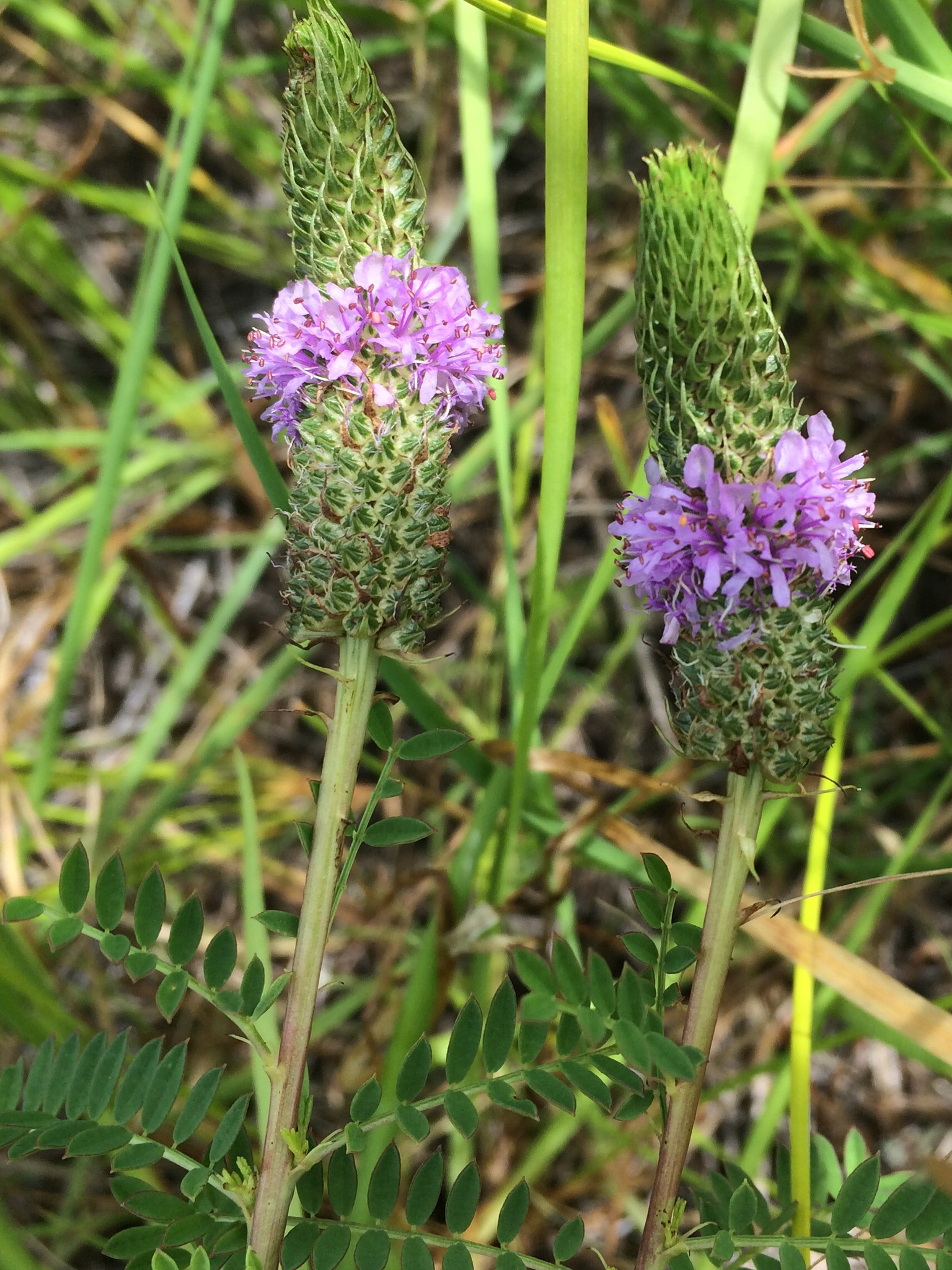 Leafy Prairie Clover