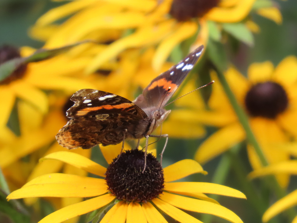 American Red Admiral from East Lyme, CT, USA on September 2, 2024 at 01 ...