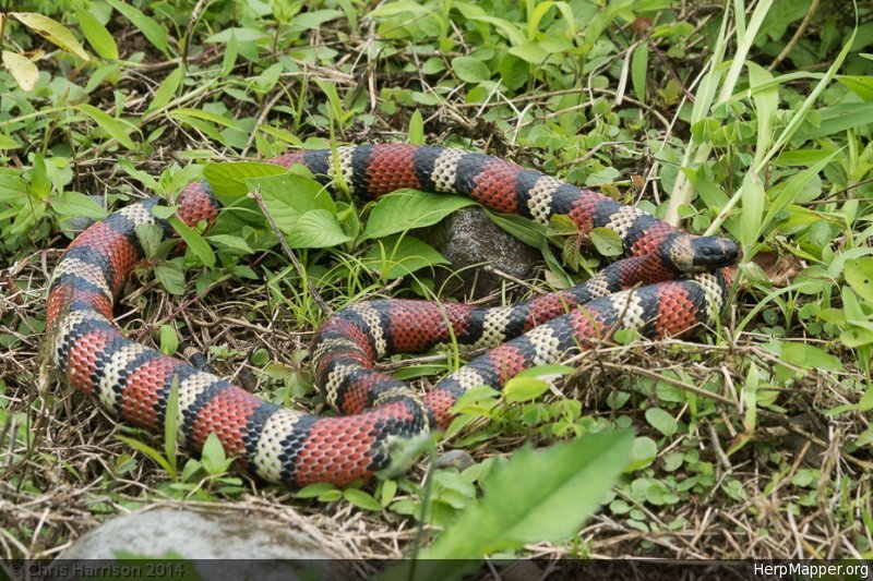 Falsa coralillo real sudamericana (Herpetos de Risaralda) · iNaturalist