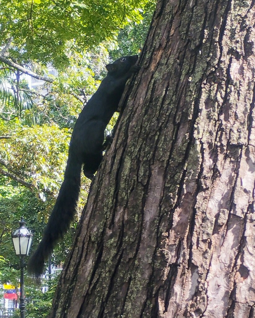 Eastern Gray Squirrel from Centro-Sur, Caracas, Distrito Capital ...