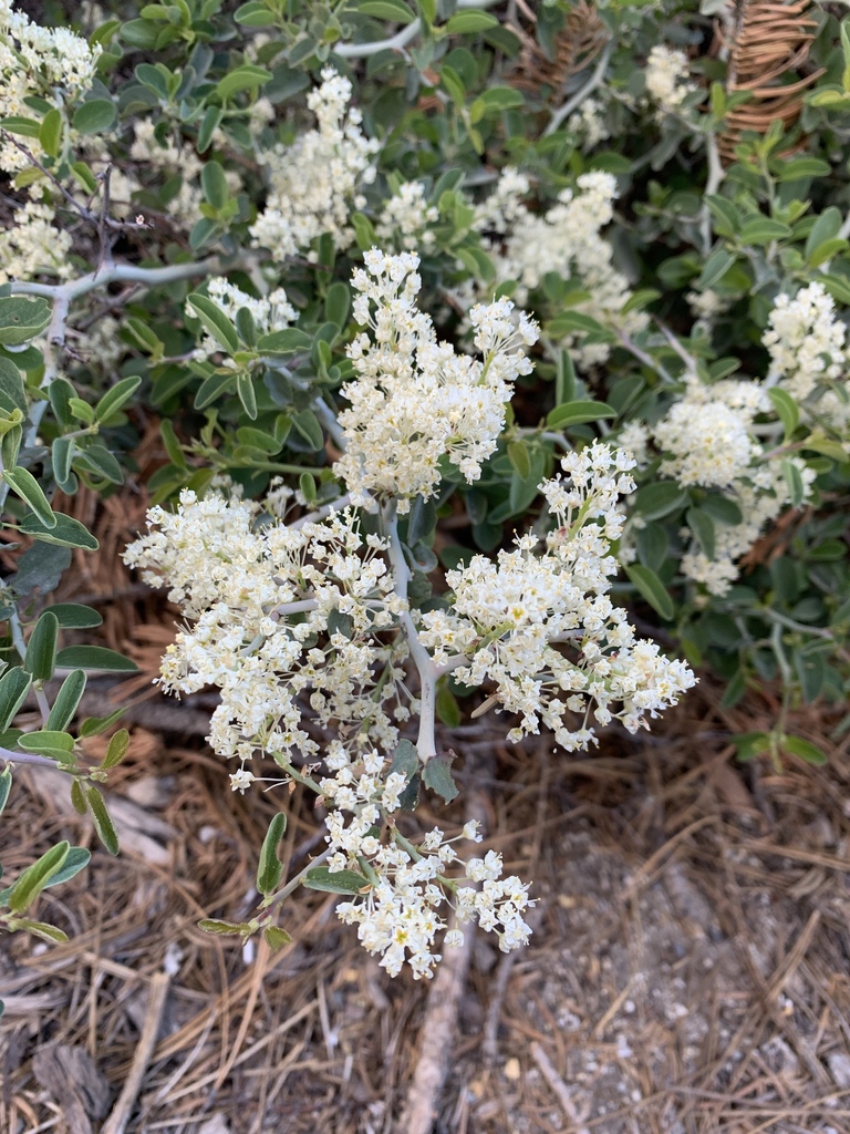 mountain whitethorn from Emerald Bay State Park, South Lake Tahoe, CA ...