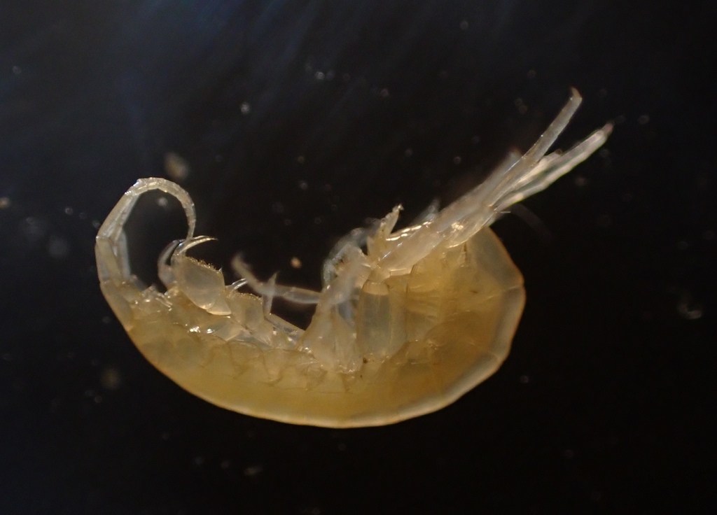Allegheny Cave Amphipod from Sandyston, NJ, USA on September 2, 2024 at ...