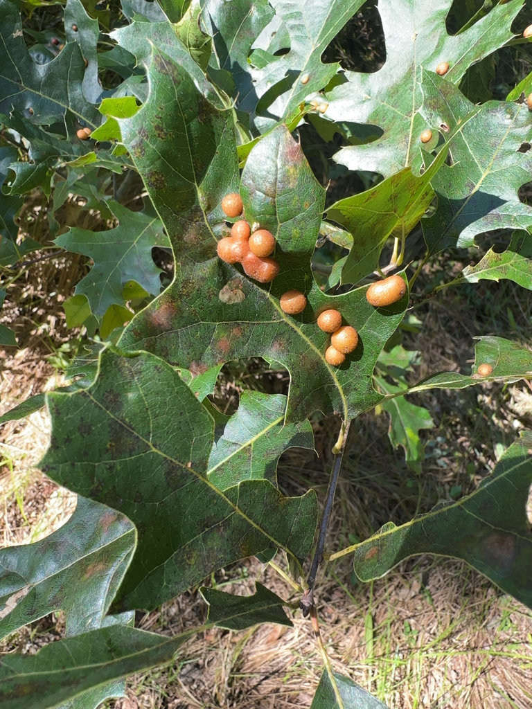 Oak Leaf Gall Midge from standing cedars osceola wi on September 2 ...