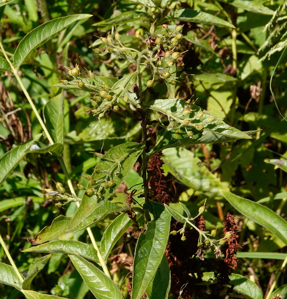 Yellow Loosestrife from Toronto, ON, Canada on September 2, 2024 at 11: ...