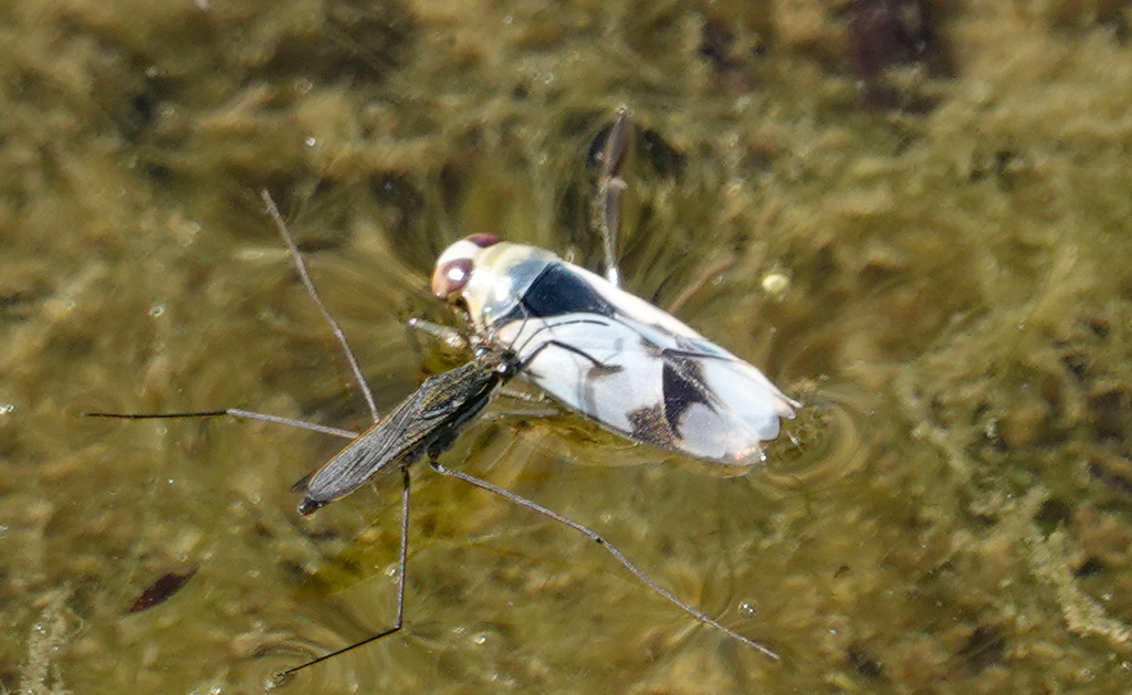 Grousewinged Backswimmer from Old Toronto, Toronto, ON, Canada on ...