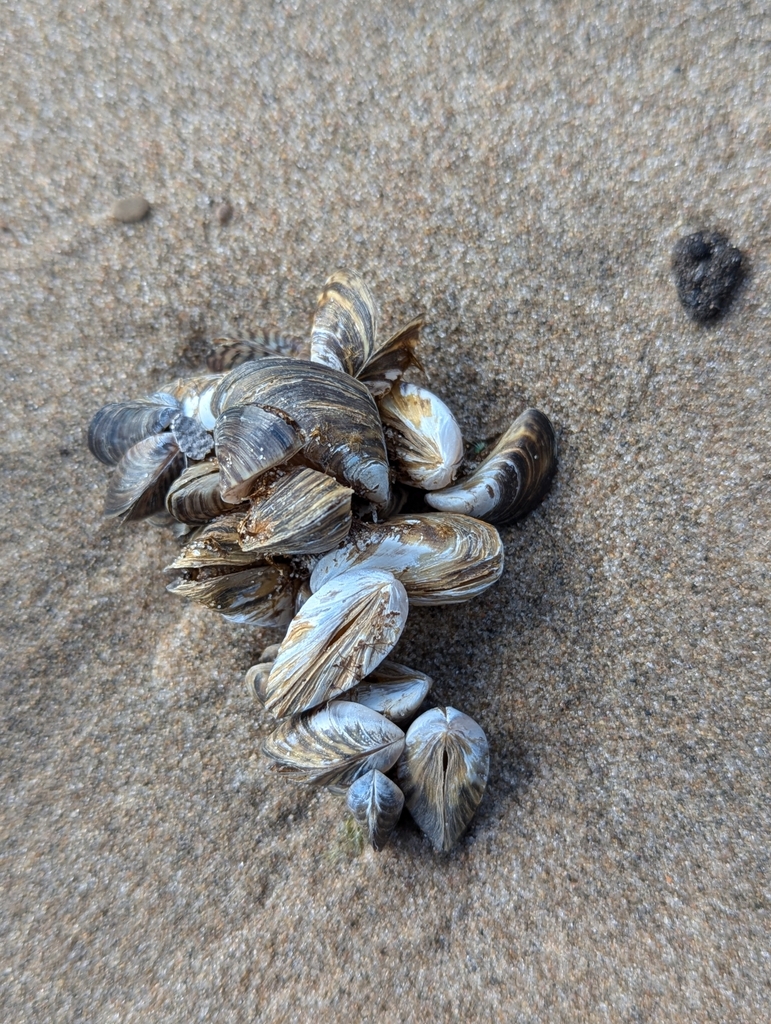 Zebra Mussel from Turkey Point, ON N0E 1T0, Canada on September 2, 2024 ...