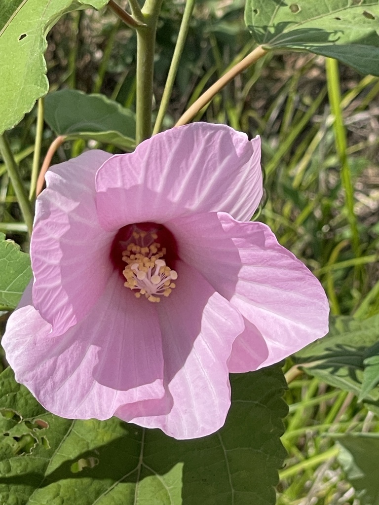 swamp rose mallow from Canfield, OH, US on September 2, 2024 at 03:20 ...
