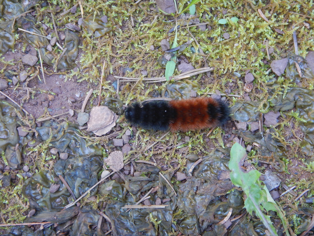Isabella Tiger Moth in August 2024 by Elizabeth Lynch · iNaturalist