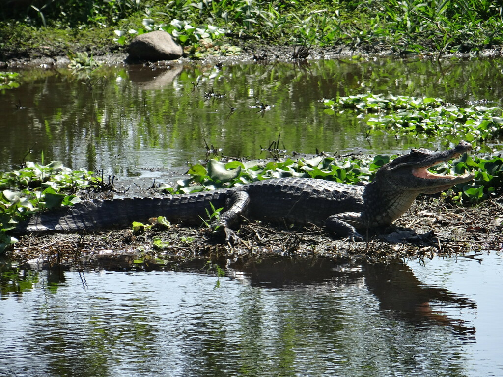 Caiman crocodilus chiapasius from Mapastepec, Chis., México on December ...