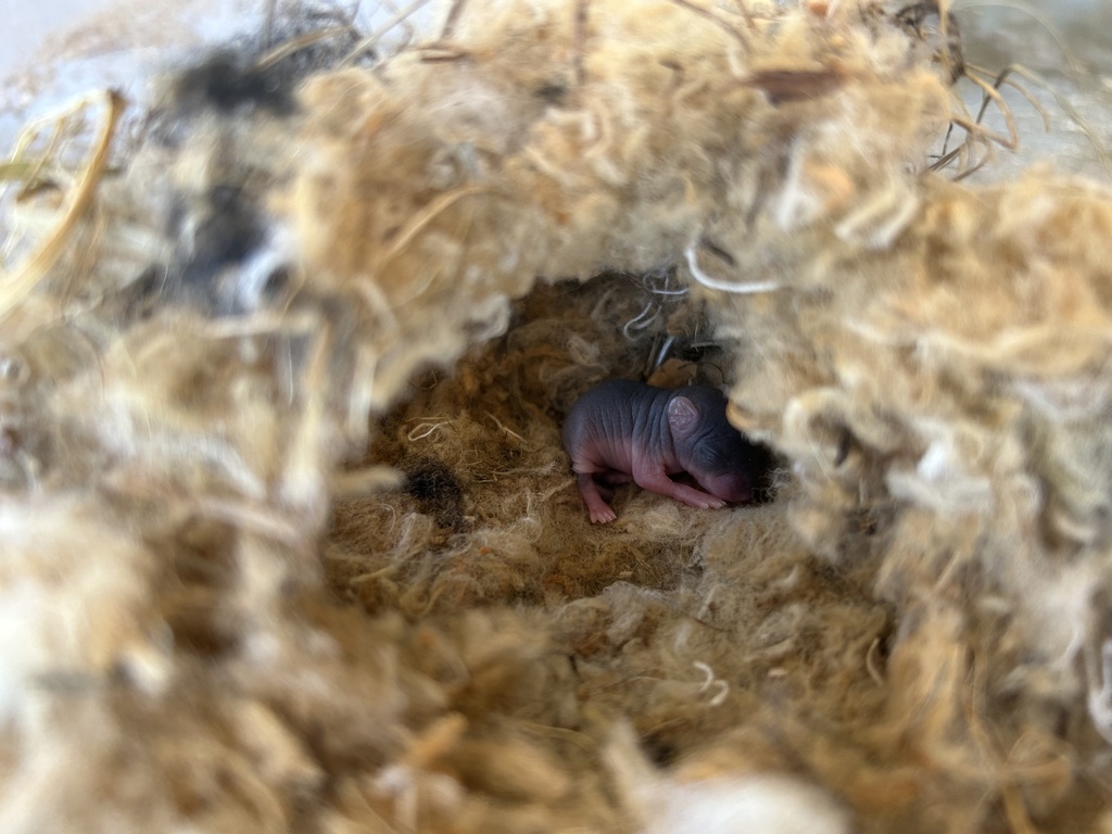 Rodents from Lake James State Park, Nebo, NC, US on September 2, 2024 ...