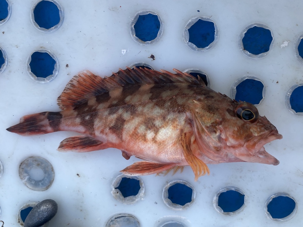 False Kelpfish from 东海, CN on August 31, 2024 at 05:12 PM by yatagarasu ...