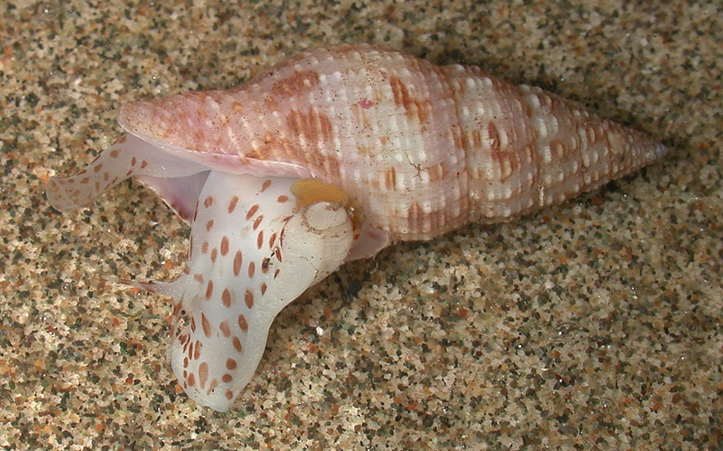Prodotia iostoma from Maui County, HI, USA on August 9, 2002 at 10:25 ...
