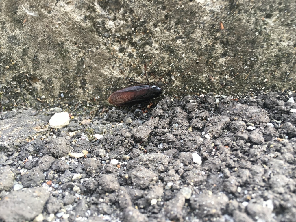 Japanese Cockroach from 日本、宮城県仙台市青葉区 on May 30, 2016 at 04:50 PM by 堀内 ...