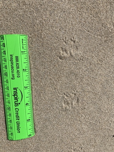 iNaturalist Tracking Database – NatureTracking