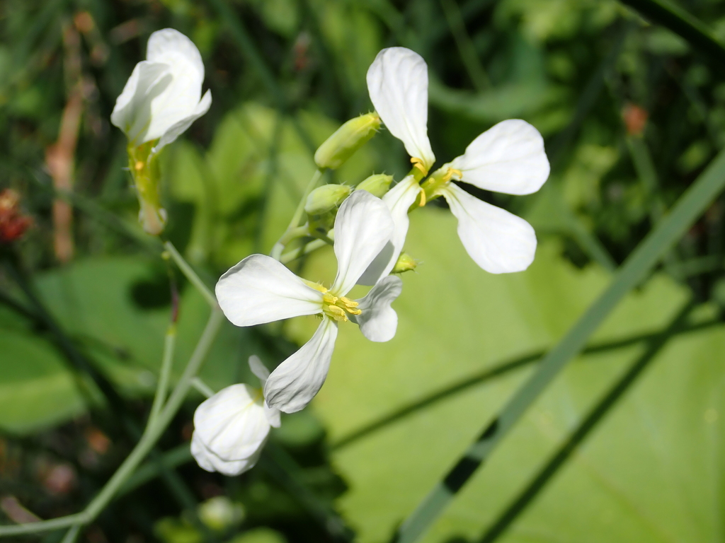 wild radish from San Diego, CA, USA on June 06, 2019 at 04:23 PM by ...