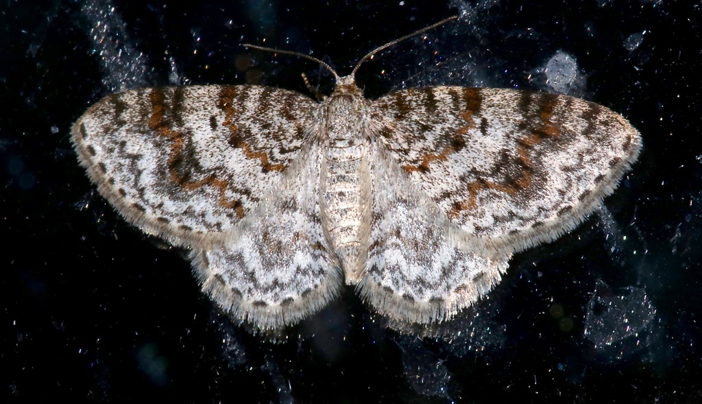 Unadorned Carpet Moth (Butterflies and Moths of Floracliff Nature ...