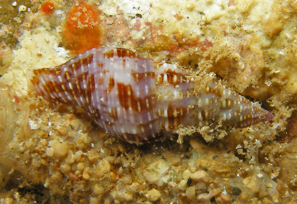 Prodotia iostoma from Kapalua Bay Beach, Kapalua, HI 96761, USA on ...