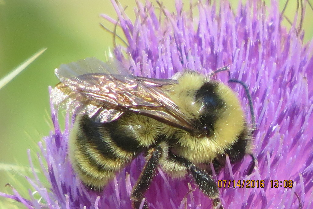California Bumble Bee from Ada County, ID, USA on July 14, 2016 at 01: ...
