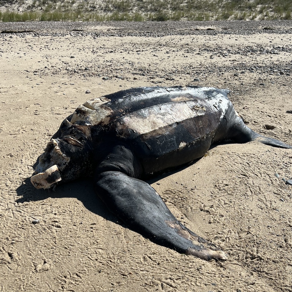 Leatherback Sea Turtle in August 2024 by Rob Curtis. Ca 8-ft turtle ...