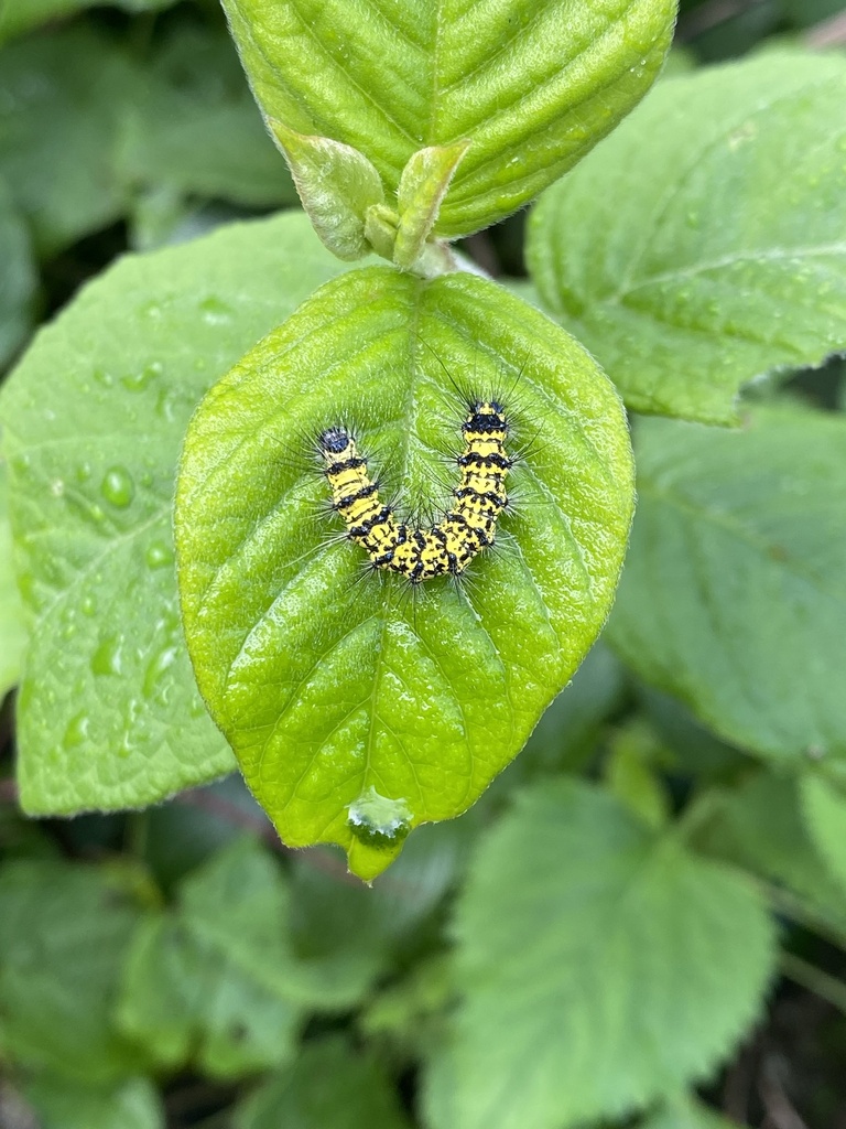 Saucy Beauty from Rincón del Punhuato, Morelia, Mich., MX on September ...