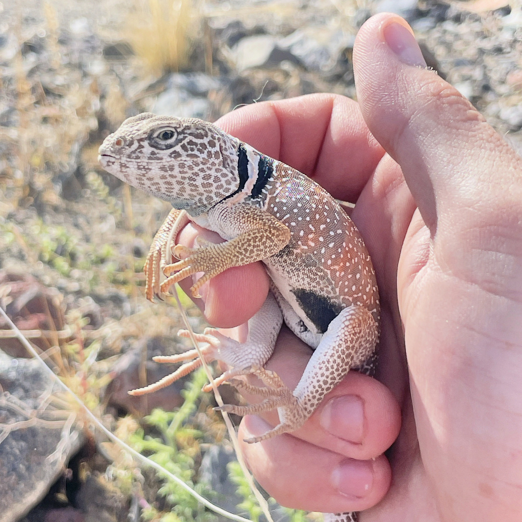 Desert Collared Lizard from SR-140, Denio, NV, US on September 1, 2024 at 03:53 PM by ...