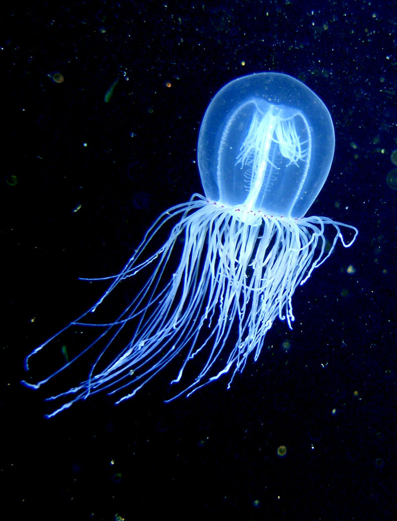 Red-eye Medusa from Retreat Cove, BC, Canada on July 9, 2010 by Karolle ...