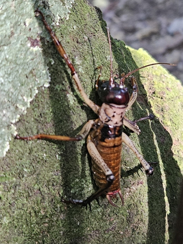 Auckland Tree Weta from Kai Iwi, New Zealand on September 3, 2024 at 10 ...